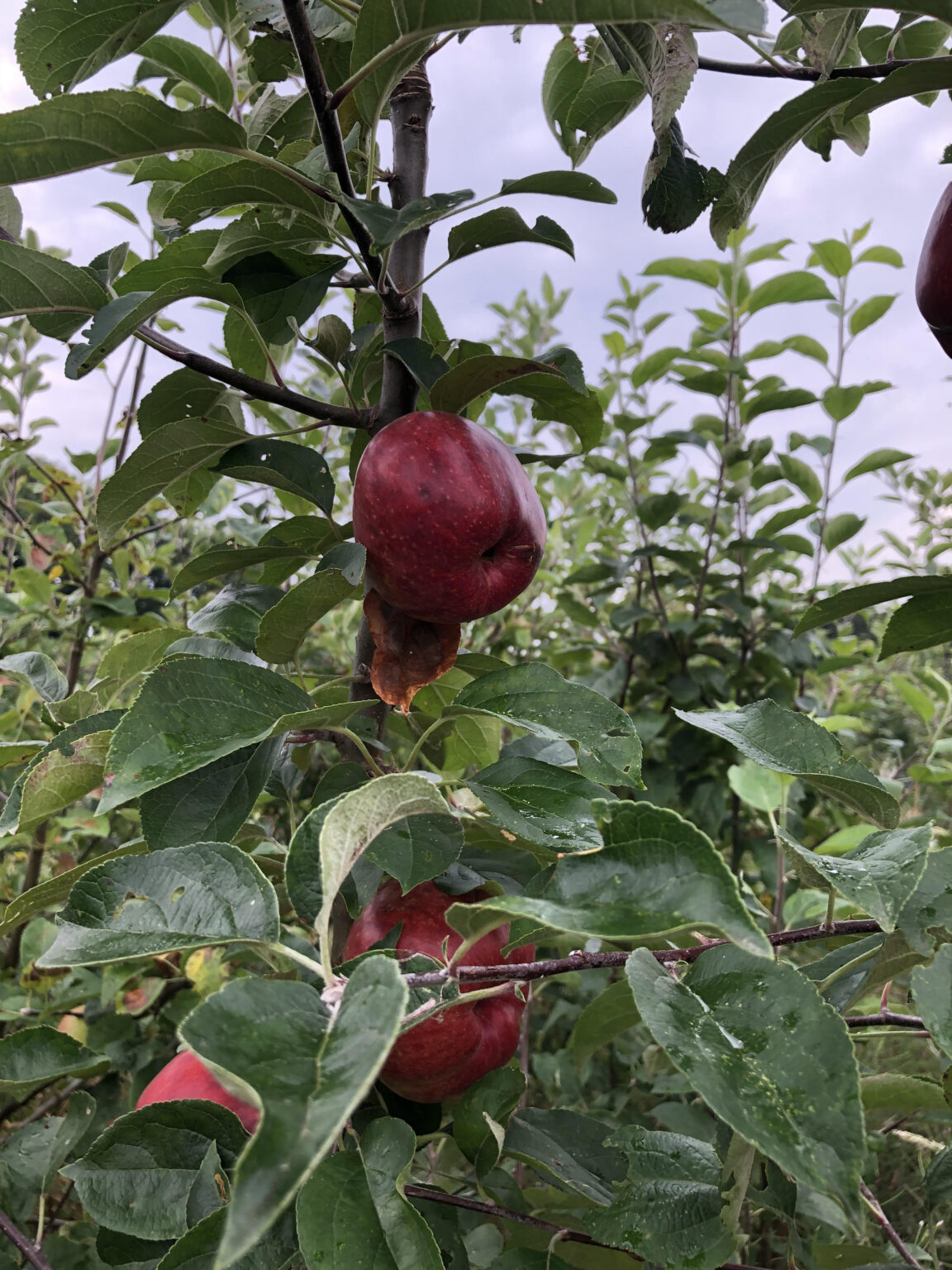 Kwekerij – Voedselbos op de Beek (Prinsenbeek)